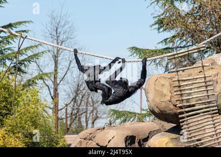 A couple of monkeys playing in a park in Ubud, Bali, Indonesia Stock ...
