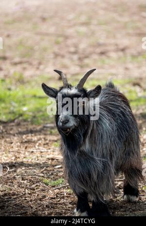 closeup of a Finnish Landrace goat (Capra aegagrus hircus Stock Photo ...