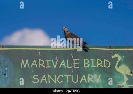 Marievale bird sanctuary in Nigel Gauteng South Africa Stock Photo - Alamy