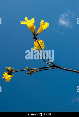 flowers of a yellow lapacho Stock Photo - Alamy