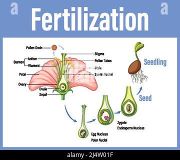 Diagram showing fertilization in flower illustration Stock Vector Image ...