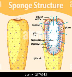 Diagram showing structure of sponge illustration Stock Vector Image ...