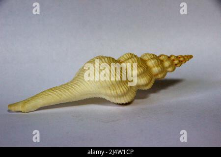 View of slim, long and multi-crowned Shankh against grey background ...