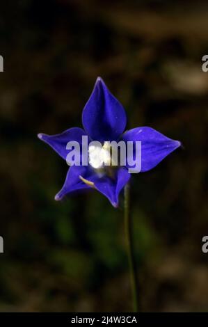 Wahlenbergia, Australian wildflower, native bluebell with bright ...