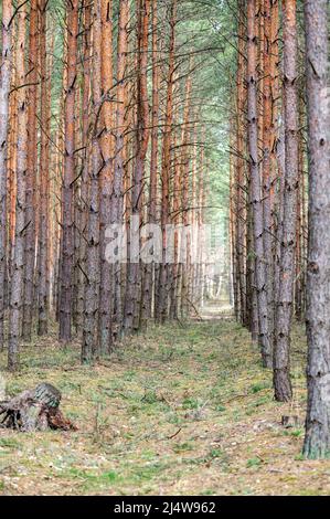Area dividing line in the forest and a fire road. Kampinos National ...