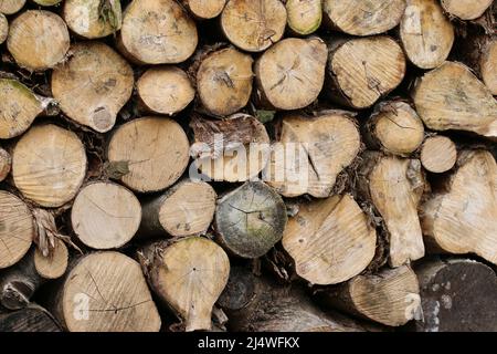 Woodpile of logs showing end grain and splitting with pith, heart and ...