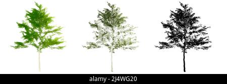 Set or collection of American Beech trees, painted, natural and as a ...