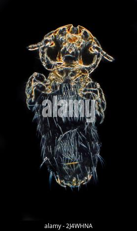 Dog louse Trichodectes canis, darkfield photomicrograph Stock Photo - Alamy