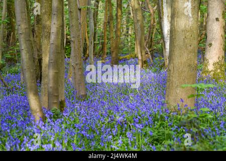 Brighton UK 18th April 2022 - A walker enjoys the Spring sunshine and a ...