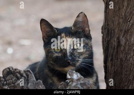 black and tan cat posing for the photographer. close-up Stock Photo - Alamy