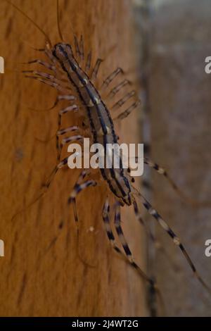 Close up of the house centipede, Scutigera coleoptrata Stock Photo - Alamy