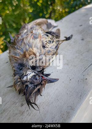 Dead bird body decomposing Stock Photo - Alamy