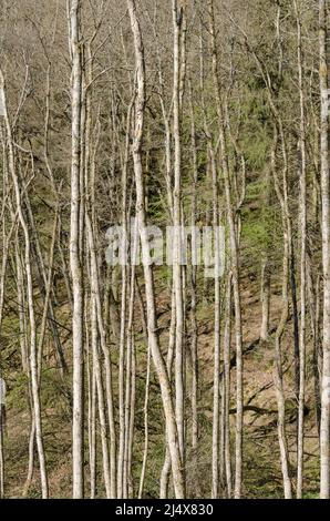 Dense forest in the Westerwald region in Germany Stock Photo - Alamy