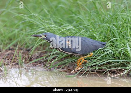 Dwarf bittern (Ixobrychus sturmii), Kgalagadi transfrontier park, South ...