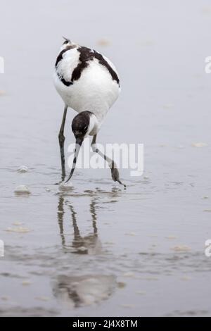 Pied Avocet (Recurvirostra avosetta) seeking food on mudflat Stock ...