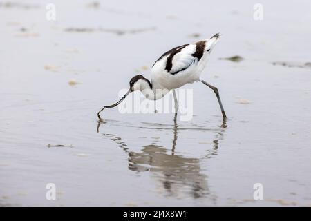 Pied Avocet (Recurvirostra avosetta) seeking food on mudflat Stock ...