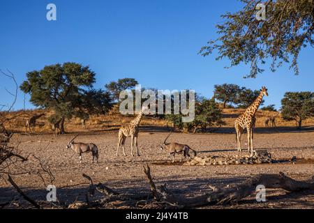 Giraffe and south african oryx in dry land in Kgalagadi transfrontier ...