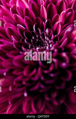 A macro shot of a chrysanthemum reveals rows of ray florets Stock Photo ...