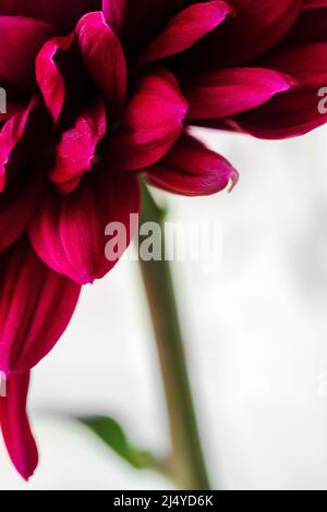 A macro shot of a chrysanthemum reveals rows of ray florets Stock Photo ...