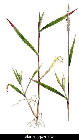 rough background synonym