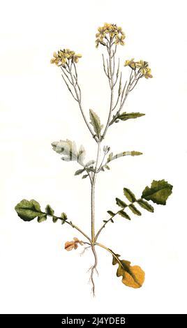 Raphanus raphanistrum, also known as wild radish, white charlock or ...