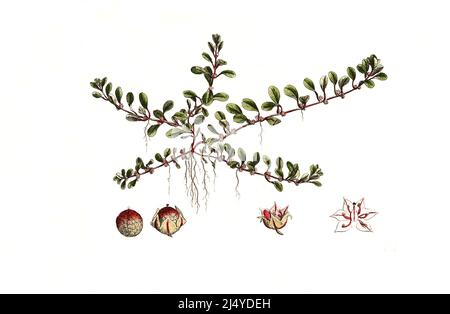 Water purslane, lythrum portula Stock Photo - Alamy
