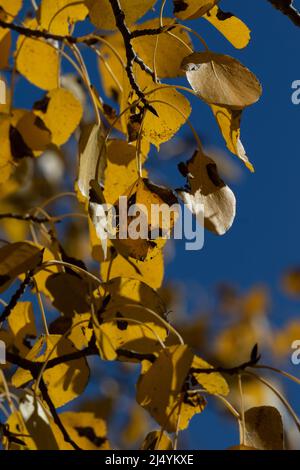 Quaking Aspen in California Stock Photo - Alamy