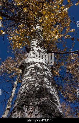 Quaking Aspen in California Stock Photo - Alamy