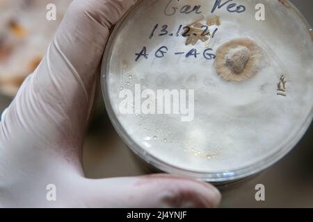 Selection and cultivation of mycelium. Mushroom cultivation around the ...