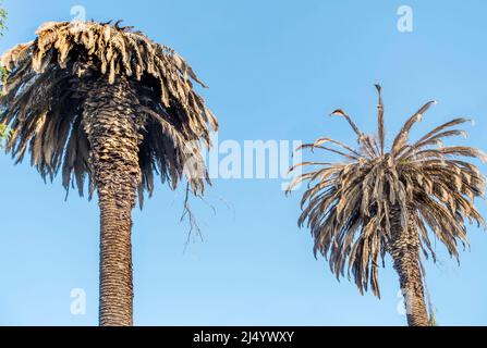 Palm trees destroyed by palm weevil Stock Photo - Alamy