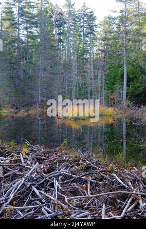 Wetlands along the Oliverian Brook Trail in the Albany, New Hampshire ...