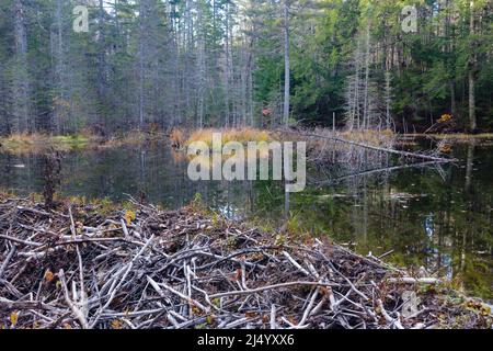 Wetlands along the Oliverian Brook Trail in the Albany, New Hampshire ...