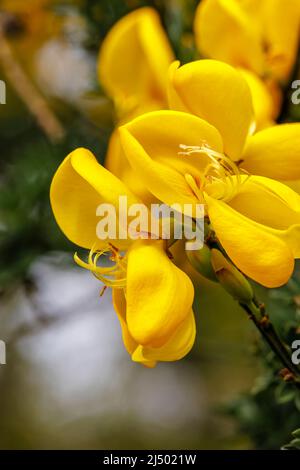 Yellow Genisteae flower Stock Photo - Alamy