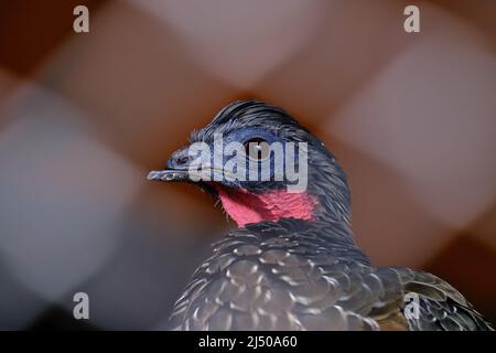 Spixs Guan (Penelope jacquacu), a captive specimen with a damaged beak ...