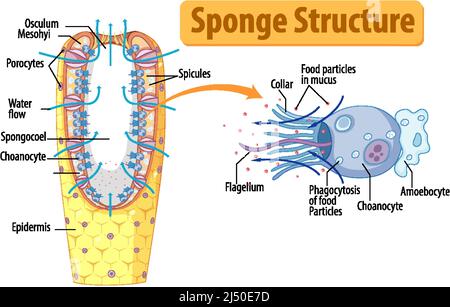 Diagram showing structure of sponge illustration Stock Vector Image ...