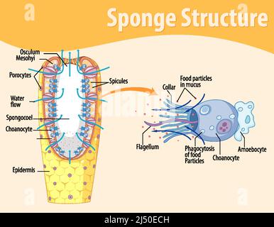 Diagram showing structure of sponge illustration Stock Vector Image ...