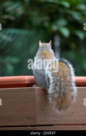 Issaquah, Washington, USA. Rear view of a Black-tailed Deer doe ...
