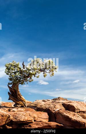 A snow-covered Utah Juniper tree in front of a Wingate sandstone canyon ...