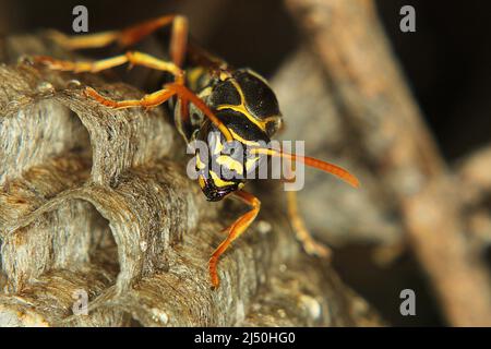 Queen Asian paper wasp (Polistes chinensis Stock Photo - Alamy