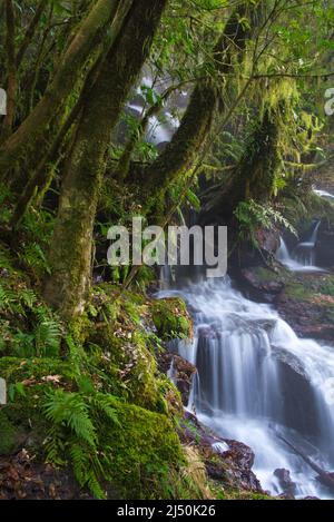 Spring Water in Kikuchi Gorge, Kumamoto Prefecture, Japan Stock Photo ...