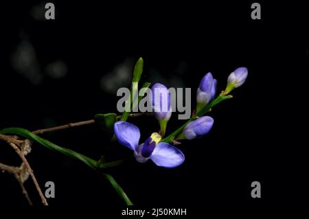 Love Creeper (Comesperma Volubile) twines itself around branches and ...