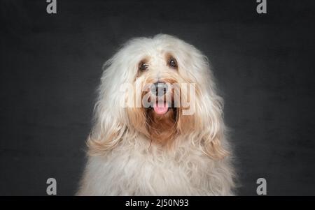 Happy Groodle portraits Stock Photo - Alamy