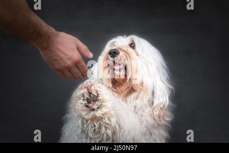 Happy Groodle portraits Stock Photo - Alamy