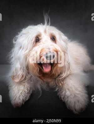 Happy Groodle portraits Stock Photo - Alamy