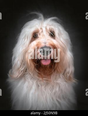 Happy Groodle portraits Stock Photo - Alamy