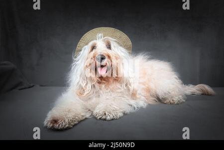Happy Groodle portraits Stock Photo - Alamy