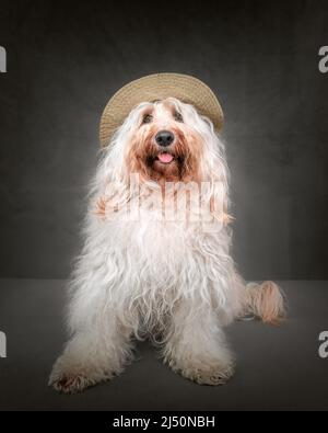 Happy Groodle portraits Stock Photo - Alamy