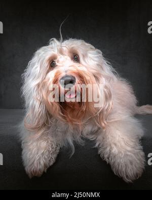 Happy Groodle portraits Stock Photo - Alamy