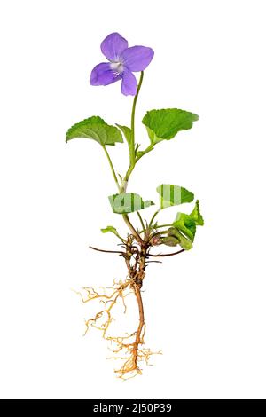 Whole blue violet plant with roots and flower Stock Photo - Alamy