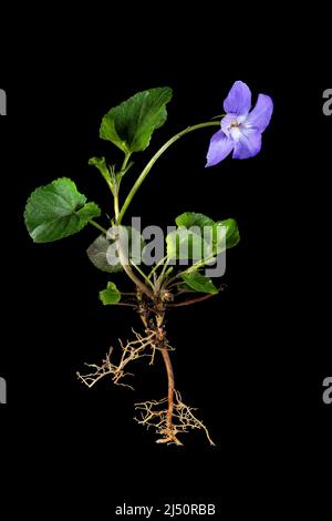 Whole blue violet plant with roots and flower Stock Photo - Alamy